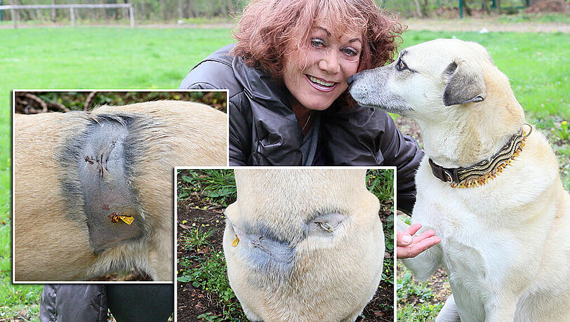 Neue Hunde-Attacke: "Wuffel" schwer zerbissen | Abendzeitung München