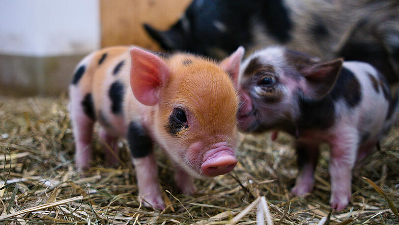 Eine (S)Augenweide: Süße neue Ferkel in Hellabrunn | Abendzeitung München