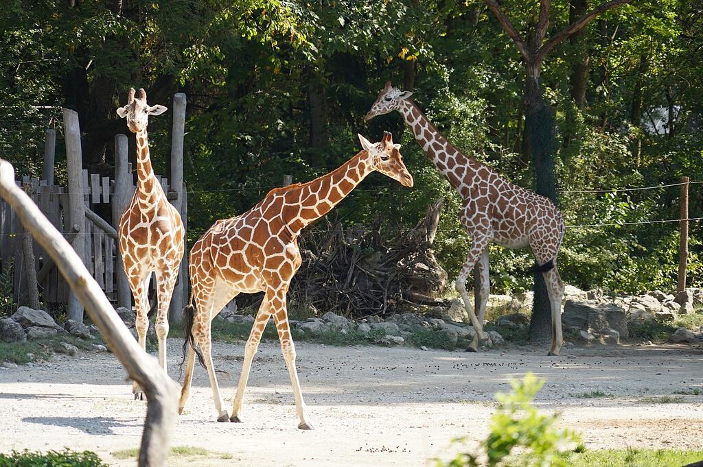 Tierpark Hellabrunn: Uma wohnt jetzt bei den Giraffen | Abendzeitung ...