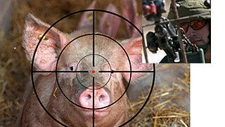 US-Armee übt Krieg mit lebenden Schweinen! | Abendzeitung München