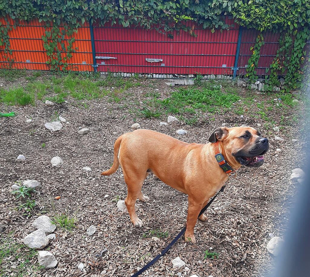 Hunde-Attacke in Riem: Münchner von Boerboels angefallen und schwer verletzt | Abendzeitung München