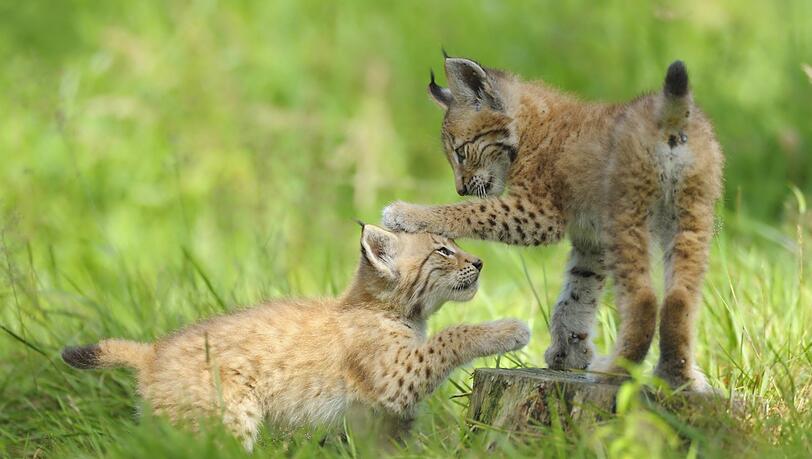 Eine neue Heimat für Luchsbabys in Bayern | Abendzeitung München
