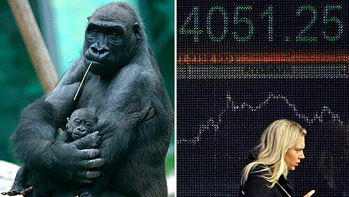 Affenschande! Tierpark Hellabrunn hat sich verzockt | Abendzeitung München