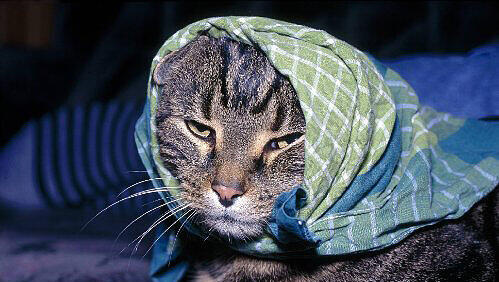 Wenn der Kater Katarrh hat | Abendzeitung München