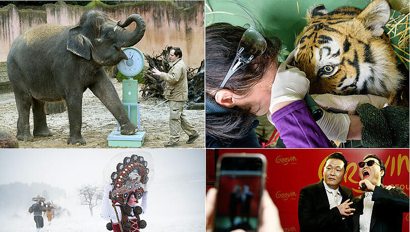 Elefanten auf der Waage, hungrige Tiger und Handshakes | Abendzeitung ...