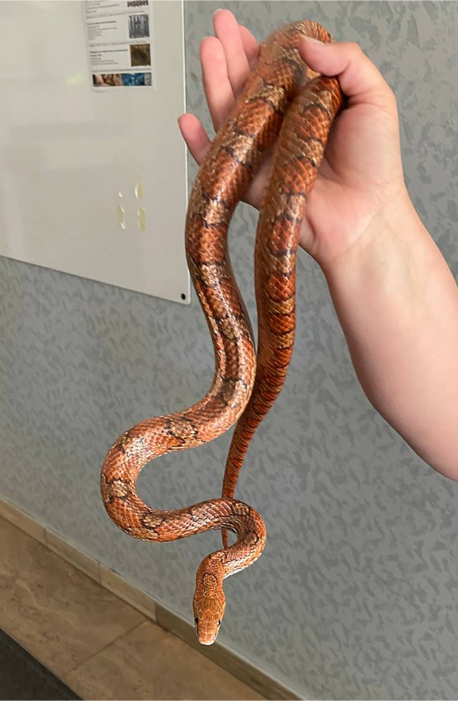 Exotische Schlange ausgebüxt: 1,20-Meter langes Reptil sonnt sich an ...