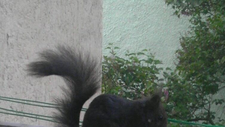 Mister Fluffy | Abendzeitung München