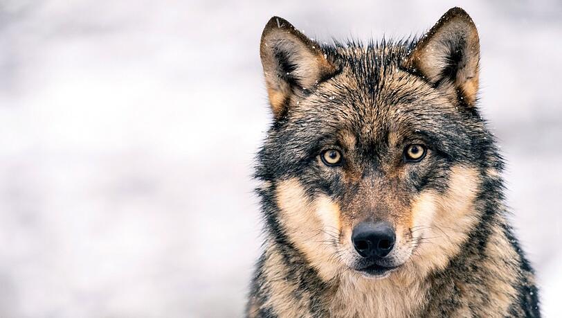Wolf im Ebersberger Forst: Alle Schäfchen im Trockenen? | Abendzeitung ...