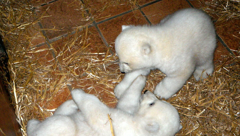 Warum haben die Bärchen so doofe Namen? | Abendzeitung München