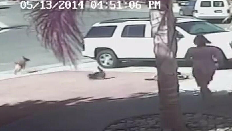 Diese Katze rettet einen Jungen aus Hunde-Attacke | Abendzeitung München