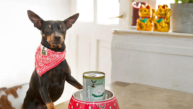 Internet- und Werbestar: Ludwig, der Kult-Hund | Abendzeitung München