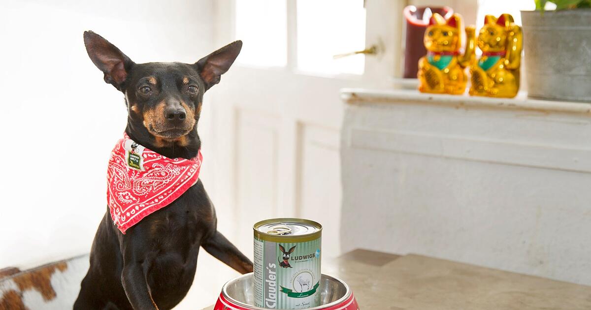 Internet- und Werbestar: Ludwig, der Kult-Hund | Abendzeitung München