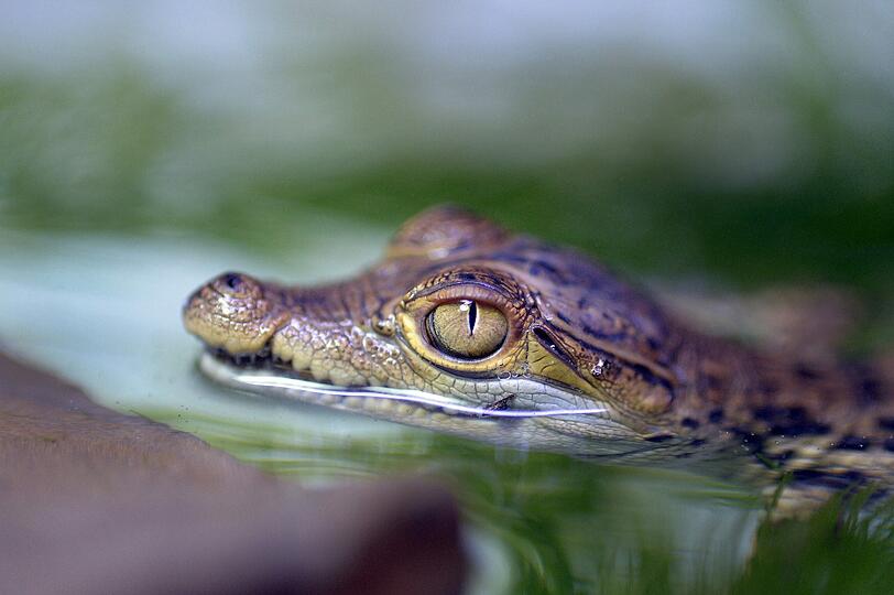 Krokodilbabys im Kölner Zoo geschlüpft | Abendzeitung München