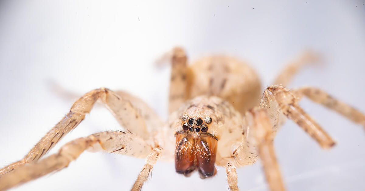 Neue Spinne in München "sollte man in Ruhe lassen": Das ist der Grund ...