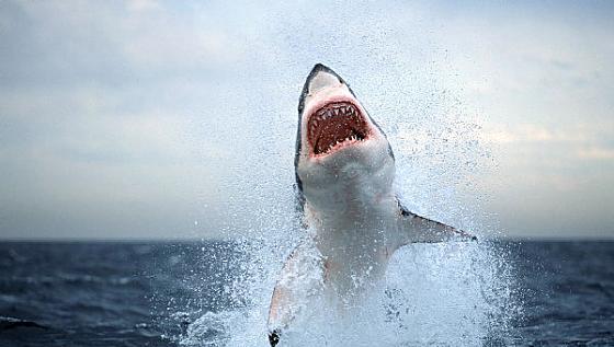 Auge in Auge mit dem weißen Hai | Abendzeitung München