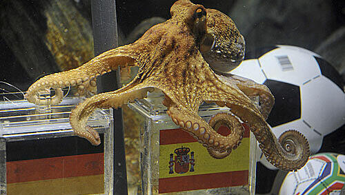 Krake Paul: Jetzt soll er noch mehr Orakel ausbilden! | Abendzeitung ...