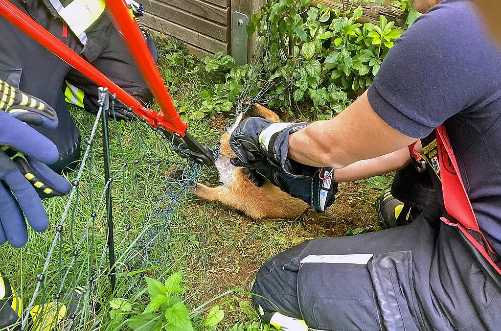 "In Lebensgefahr": Münchner Feuerwehr rettet Fuchs | Abendzeitung München