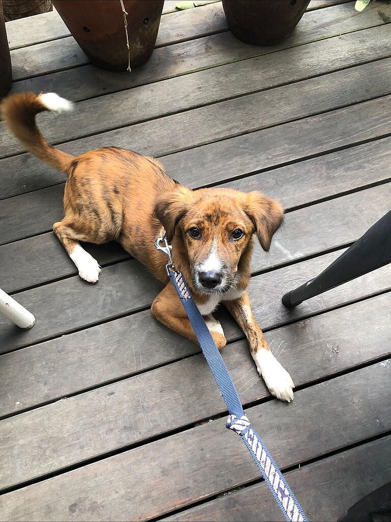 Entlaufener Straßenhund Sammy sorgt am Münchner Flughafen für Aufregung ...