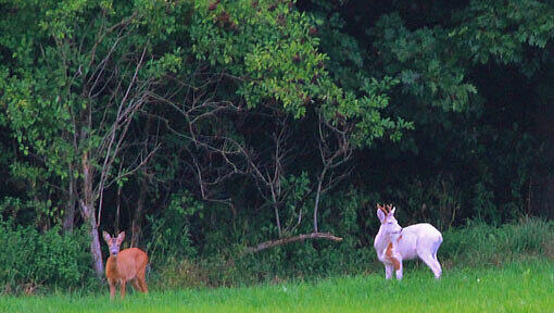 Seltenes Phänomen: Weißes Reh im Allgäu entdeckt | Abendzeitung München