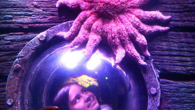 Attraktion: Riesen-Seestern im Sea Life | Abendzeitung München