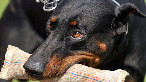 Fünfjährige von Hund angefallen und schwer verletzt | Abendzeitung München