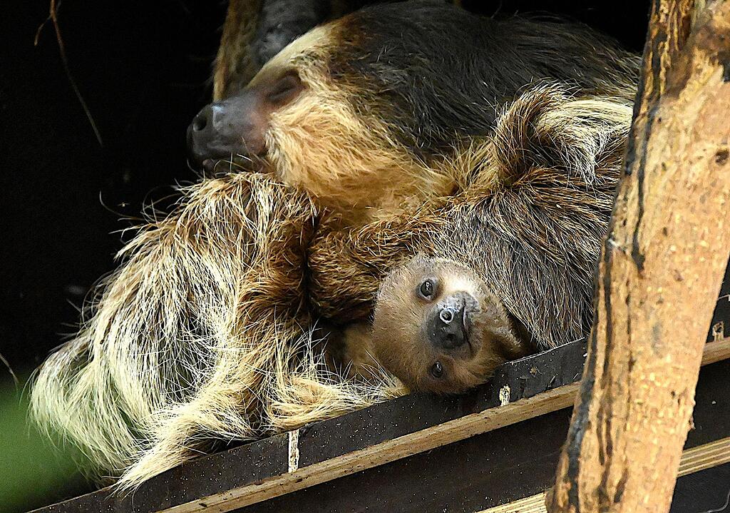 Faultier-Baby "Wyona" im Tierpark Hellabrunn: Rätsel ums Geschlecht ...