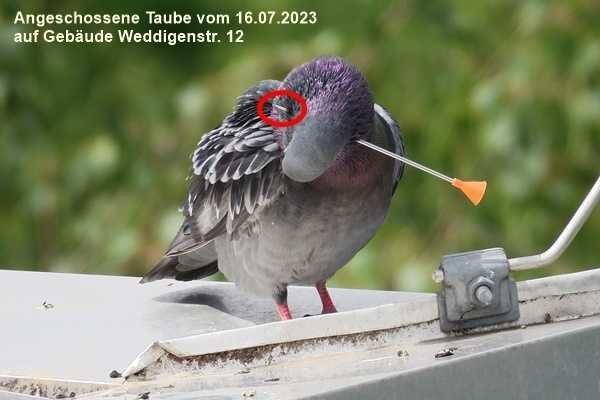 Schon wieder: Tierquäler in München schießt Tauben ab | Abendzeitung ...