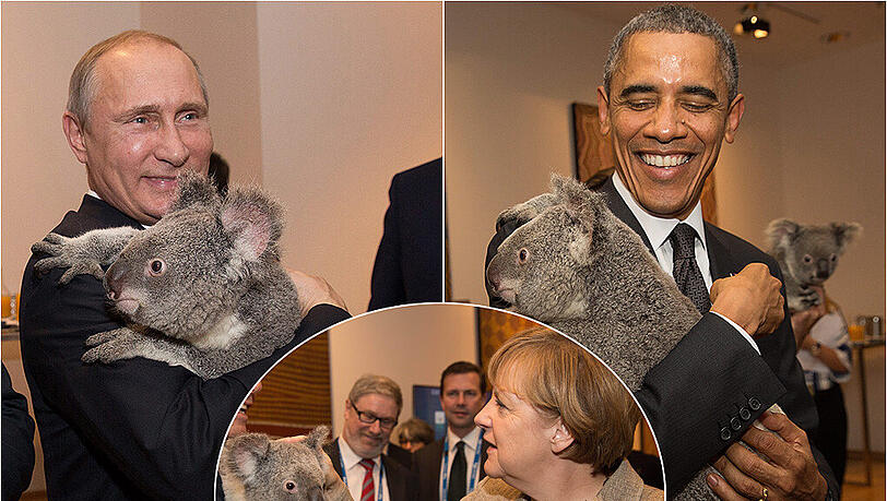 Putin, Merkel und Obama kuscheln mit Koalas | Abendzeitung München