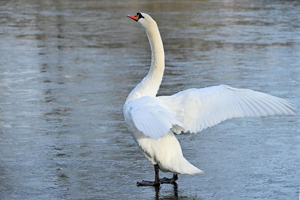 Schwan infiziert: Geflügelpest in München festgestellt | Abendzeitung ...