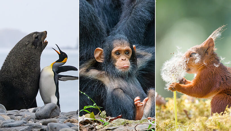 Comedy Wildlife Awards 2019: Das sind die lustigsten Tier-Bilder des ...