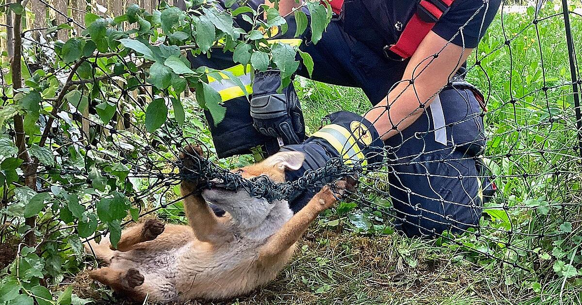 "In Lebensgefahr": Münchner Feuerwehr rettet Fuchs | Abendzeitung München