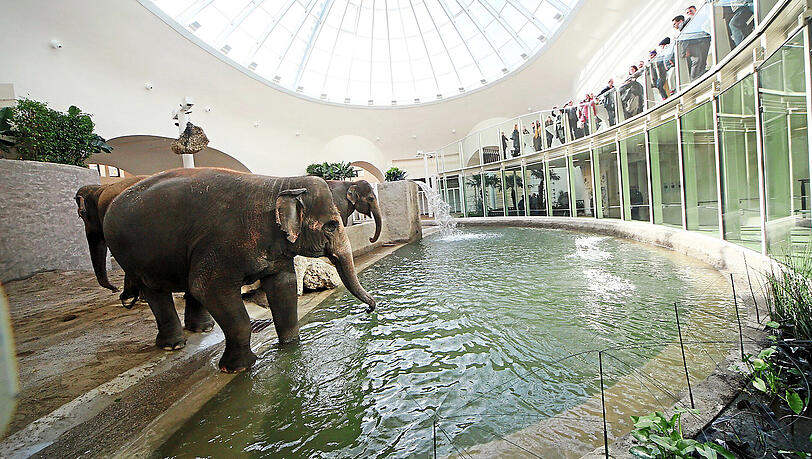 Tierpark Hellabrunn in München: Zoo-Chef Rasem Baban im Interview ...