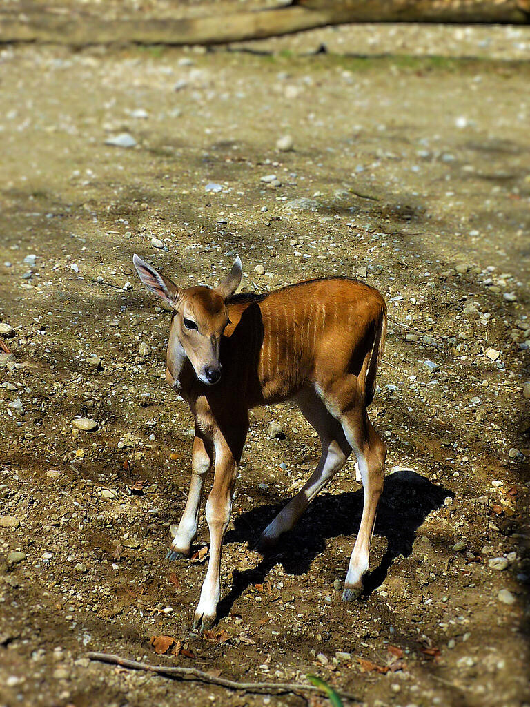 Tierpark Hellabrunn: Nachwuchs bei den großen Kudus | Abendzeitung München