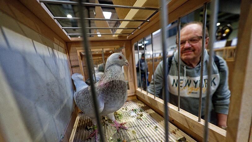 Brieftaube bei Auktion in Dortmund für 5900 Euro ersteigert ...