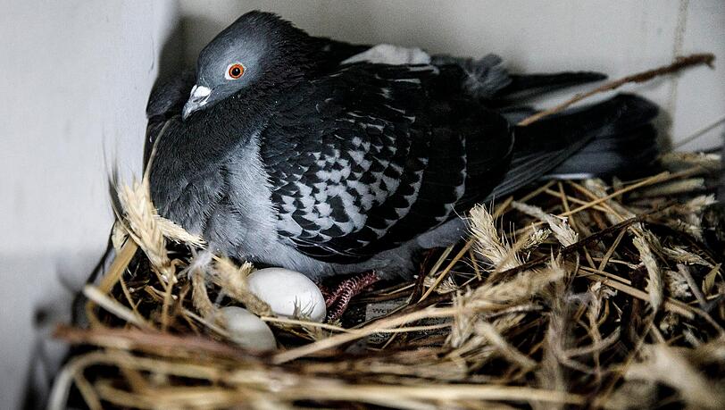 Erneut eingesperrte Tauben in München: MVG äußert sich | Abendzeitung München