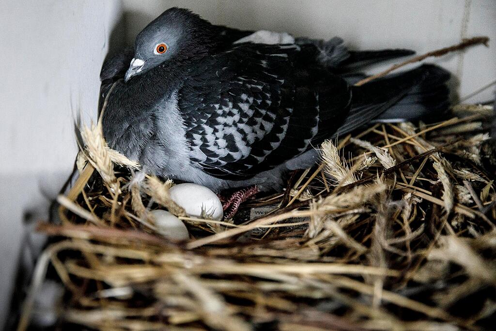 Taubennester mit Eiern einfach wegschmeißen? Tierschützer empört über ...