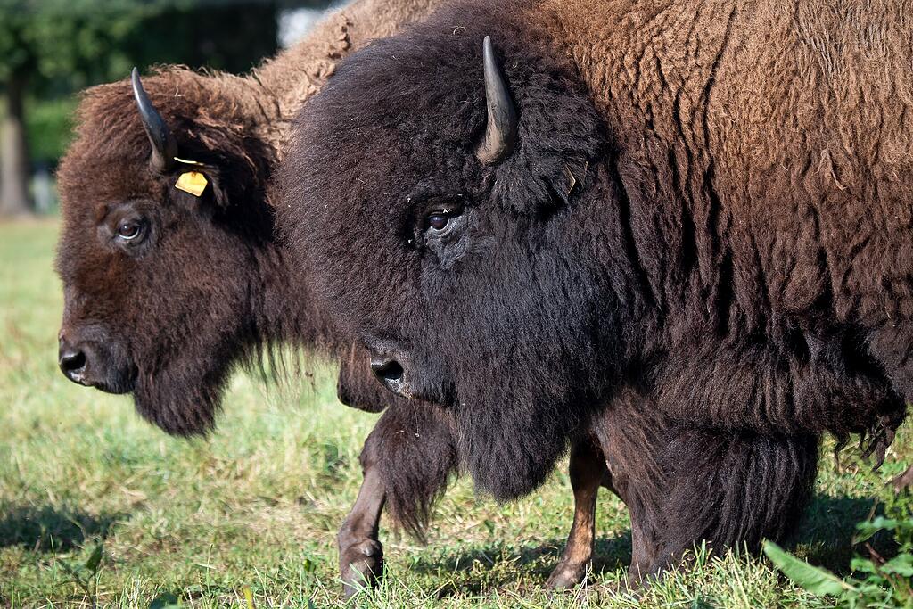 Schuh verloren: Mann wagt sich nachts in das Bison-Gehege des Münchner ...