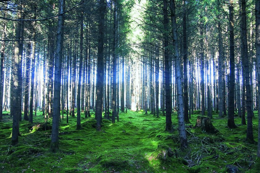 Touren in und um München: Gehen mit Gemüt(lichkeit) | Abendzeitung München