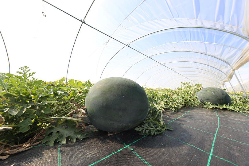 Besuch bei Bauer Dittert: Wo bayerische Melonen wohnen | Abendzeitung ...