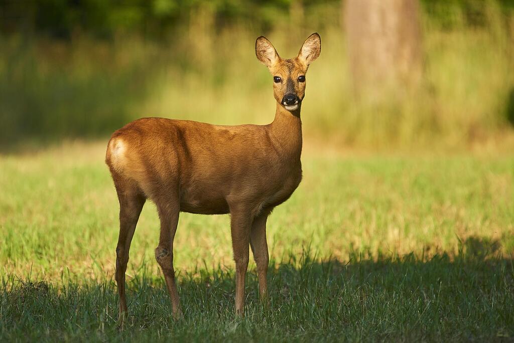 Heimatpfleger Rudolf Neumaier: Rehe machen glücklich | Abendzeitung München