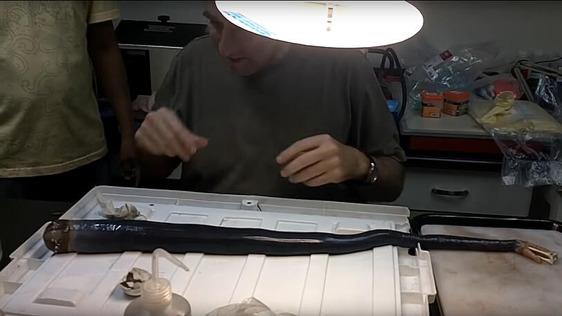 Biologen entdecken XXL-Wurm Kuphus polythalamia auf Meeresgrund ...