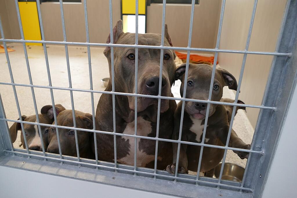 Tierquälerei: Sieben verwahrloste Listenhunde aus illegaler Zuchtanlage befreit | Abendzeitung ...