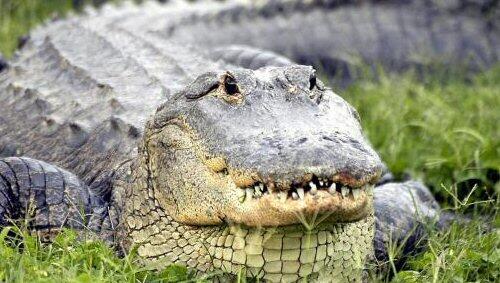 Alligator Ali spaziert durch Frankfurt | Abendzeitung München