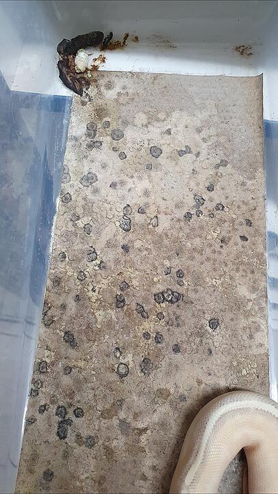 Verschimmelte Boxen und ohne Wasser: Über 100 Schlangen aus schlechter ...